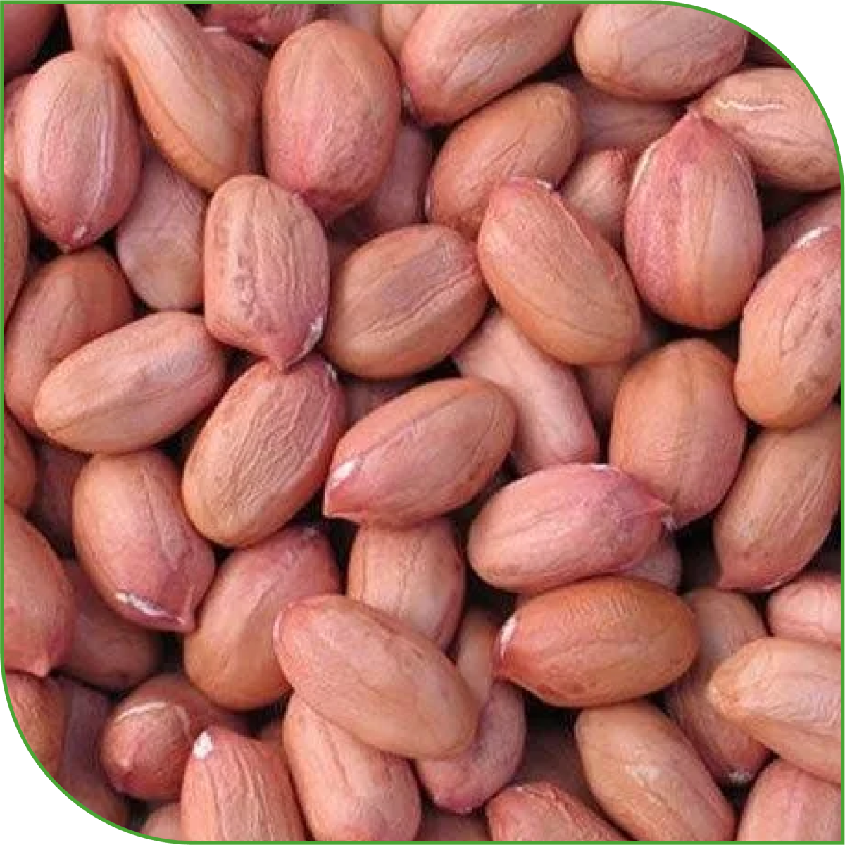 alamal | Red Skin Peanuts
